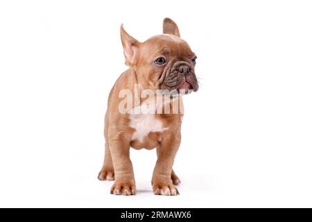 Blue fawn French Bulldog dog puppy standing on white background Stock ...