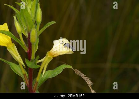 Lasioglossum zonulum Family Halictidae Genus Lasioglossum Bull headed ...