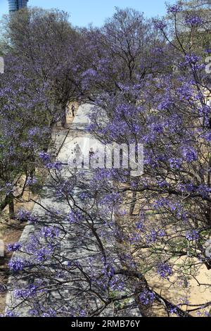 Jacaranda trees in blossom, Seville, Andalusia, Spain Stock Photo - Alamy