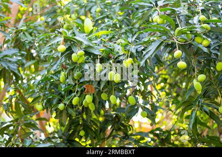 Mango tree with fruits on small village in the Amazon Rainforest ...
