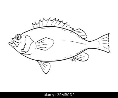 Acadian Redfish Fish in New England and Mid Atlantic Cartoon Drawing ...