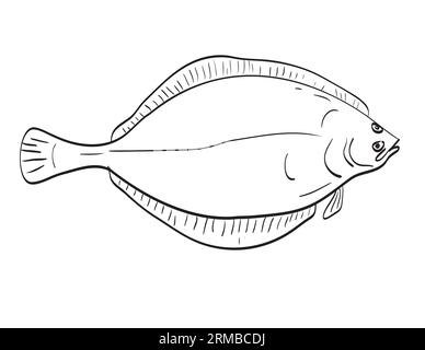 A black and white drawing of a flounder Stock Photo - Alamy