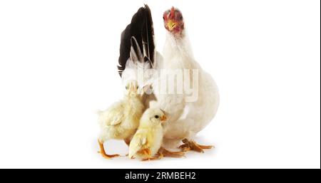 Nagasaki Domestic Chicken, Hen and Cock Stock Photo - Alamy
