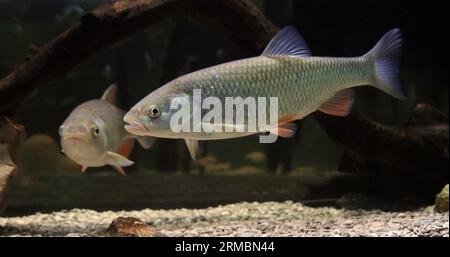 Common Dace, leuciscus leuciscus, Adults Swimming Stock Photo - Alamy