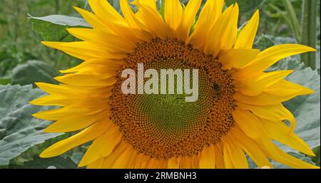 Sunflower Field, helianthus sp, Normandy in France Stock Photo - Alamy
