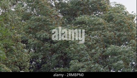 Pollard Willow, salix alba, Wind in the Leaves, Normandy in France ...