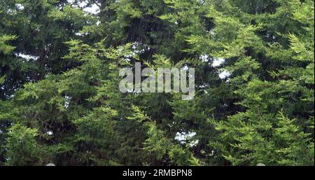 Wind in Pine Trees, Normandy Stock Photo - Alamy