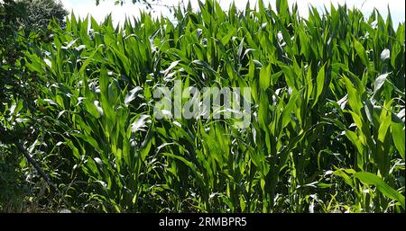 Corn Field, Zea mays, Normandy in France Stock Photo - Alamy