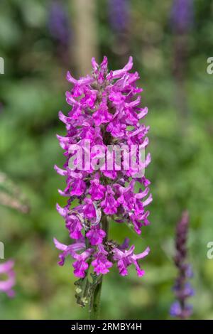 Wood Betony Hummelo, Betony, Stachys officinalis Hummelo, spikes of ...