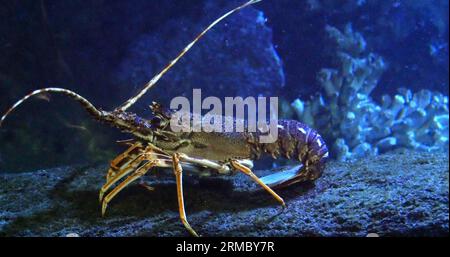Spiny Lobster, palinurus elephas, Seawater Aquarium in France Stock ...
