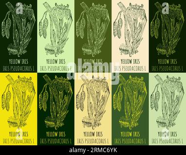 Vector drawing YELLOW IRIS. Hand drawn illustration. The Latin name is ...