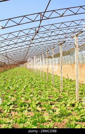 vegetable greenhouse interior landscape in rural areas, north china ...