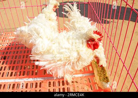 Hair curling chicken, in a cage, poultry farms Stock Photo - Alamy