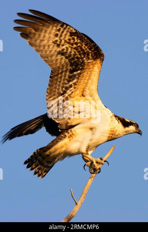 Osprey, Spring Meadow Lake State Park, Helena, Montana Stock Photo - Alamy