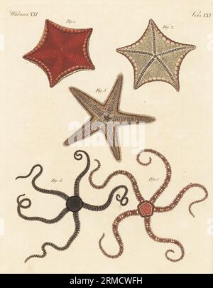 Black Brittle Star (Ophiocomina Nigra) underwater in the St Abbs marine ...