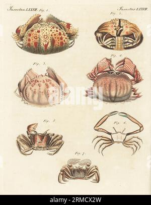 Smooth Box Crab (Calappa calappa Stock Photo - Alamy