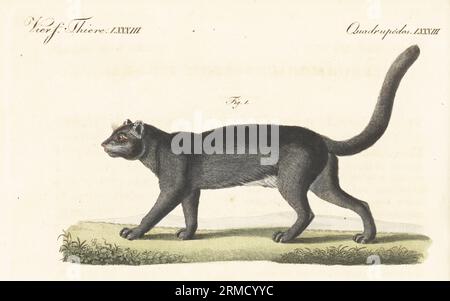 The jaguarundi (Herpailurus yagouaroundi) [Here as Eyra (Felis eyra ...
