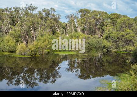 Herdsmans Lake is a freshwater lake located on the Swan Coastal Plain ...