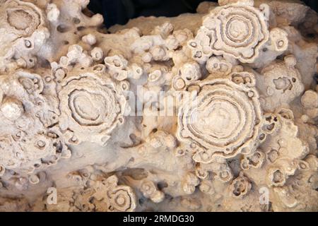 Petrified fossil stromatolite (cyanobacteria, blue-green algae Stock ...
