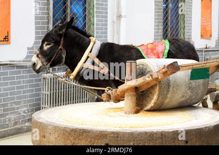 donkeys were pulling the buhr mill working on a farm, China Stock Photo ...