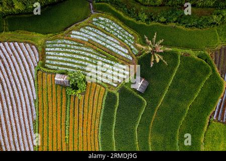 Top Down texture details of Hut in Marigold Flowers in Sidemen Bali ...