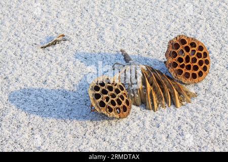 withered lotus stalk in the snow, in winter Stock Photo - Alamy