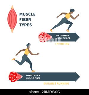 Fast And Slow Twitch Muscle Fibers