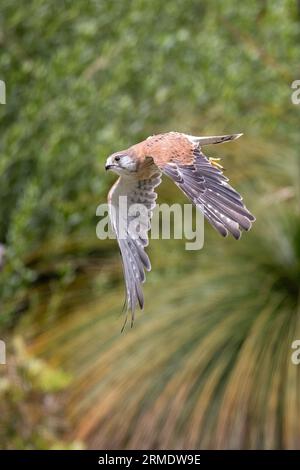Beautiful Australian kestrel in flight over ocean beach Stock Photo - Alamy