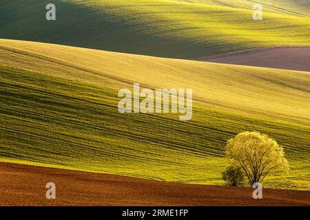 Tree in the fields of Turiec region in northern Slovakia Stock Photo ...