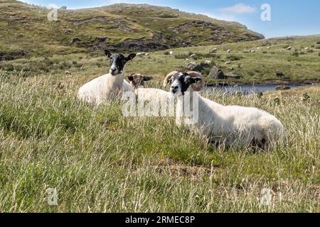 Ram, Blackface Mountain Sheep, Fairhead Cliffs, Northern Ireland, UK ...