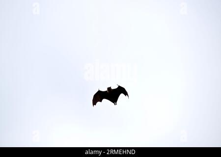 Bats are the only mammals that can fly. Instead of arms or hands, they ...