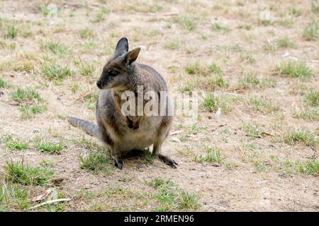 The tammar wallaby has dark greyish upperparts with a paler underside ...