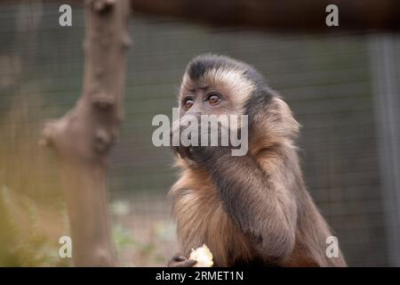 The brown capuchin has brown, thick fur with a dark wedge on the ...