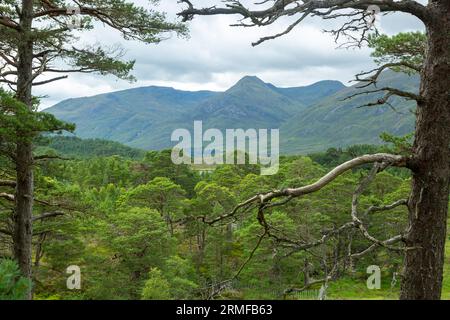 Glen affric forest, Glen Affric, highalnds, Scotland Stock Photo - Alamy