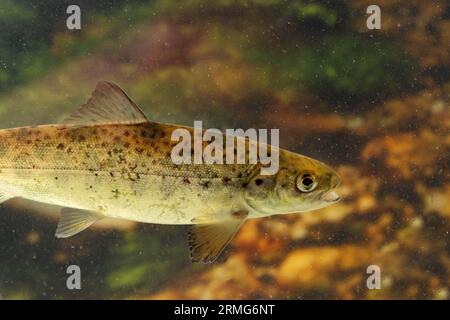 a young salmon parr in a river Stock Photo - Alamy