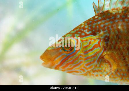 a male corkwing wrasse in breeding colours Stock Photo - Alamy