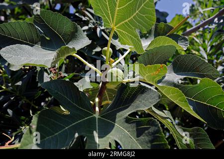 Figs (Ficus carica ) ripening on a tree. Taken 2022 Stock Photo - Alamy
