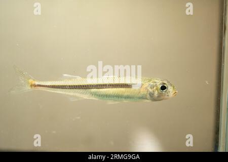 a fully grown sand smelt Stock Photo - Alamy