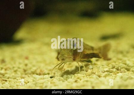 grey gurnard on bottom Stock Photo - Alamy