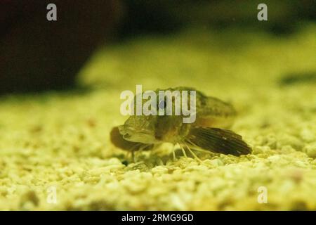 grey gurnard on bottom Stock Photo - Alamy