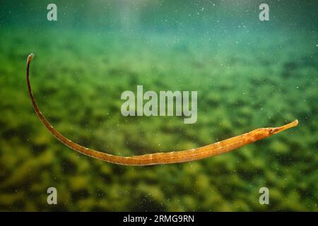 head shots of pipefish Stock Photo - Alamy