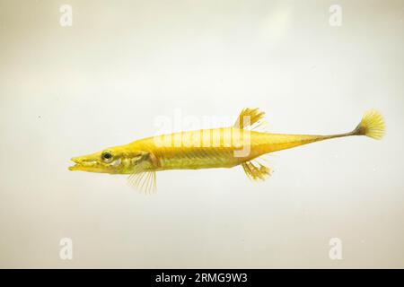 large 15 spined stickleback Stock Photo - Alamy