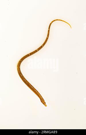 worm pipefish head and body shots Stock Photo - Alamy