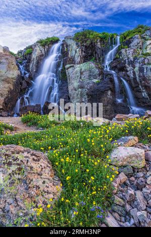 Yellow cinqufoil wildflowers line the base of Timberline Falls in Rocky ...