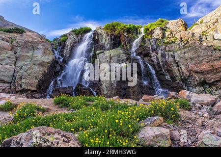 Yellow cinqufoil wildflowers line the base of Timberline Falls in Rocky ...