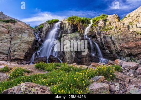 Yellow cinqufoil wildflowers line the base of Timberline Falls in Rocky ...