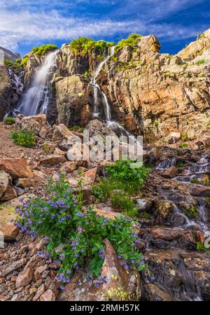 colorado rocky mountain national park elk Stock Photo - Alamy