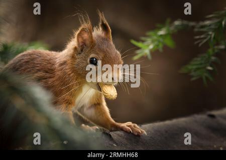 a squirrel with a peanut in its mouth sitting hidden in a tree Stock ...