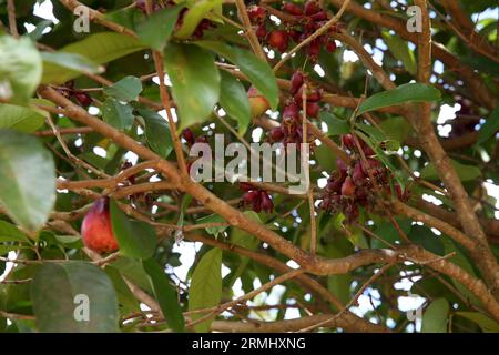 salvador, bahia / brazil - august 24, 2006: People are seen during ...