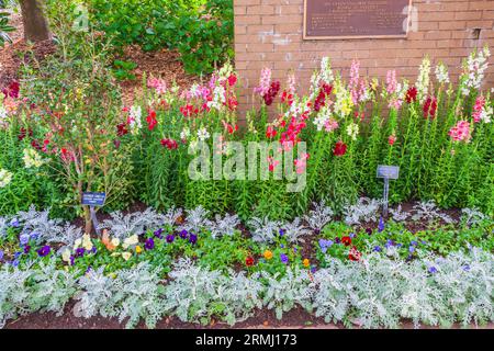 Snapdragons, Antirrhinum majus 'Rocket Mix', in the Sibley ...